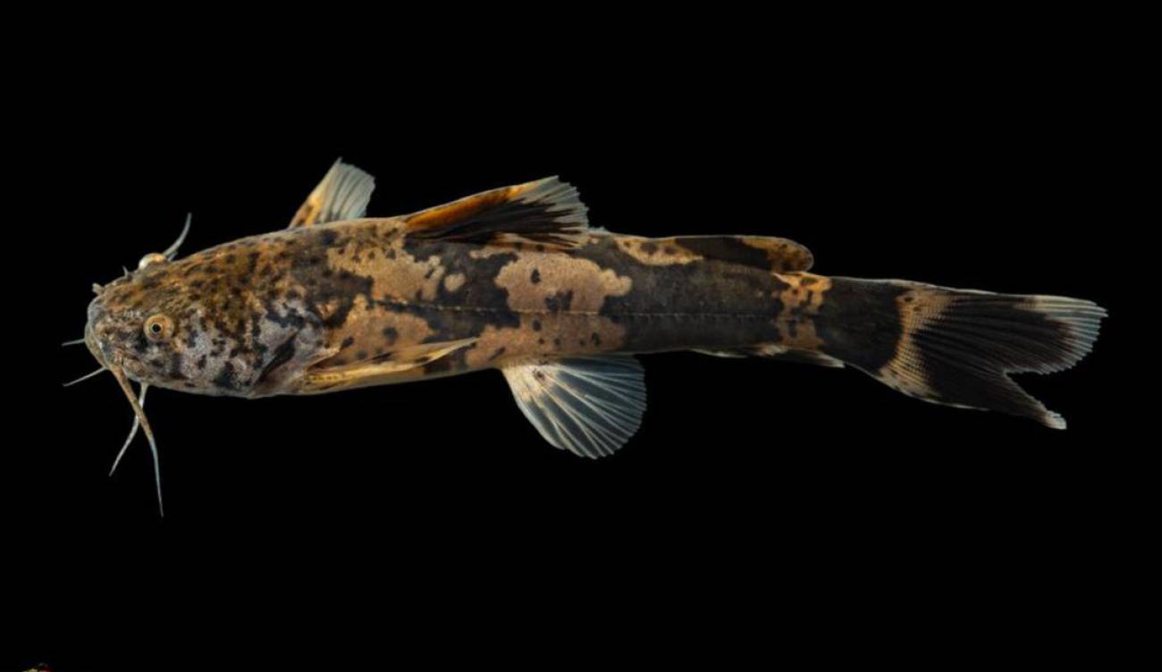 Encuentran dos nuevas especies de bagre sapo en río colombiano