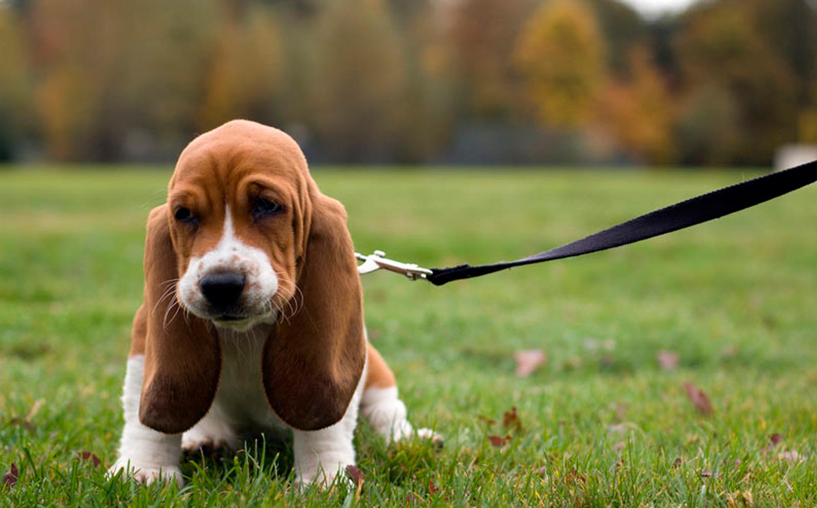 ¡Derriten corazones! Estas son las razas de perros con las orejas tiernas