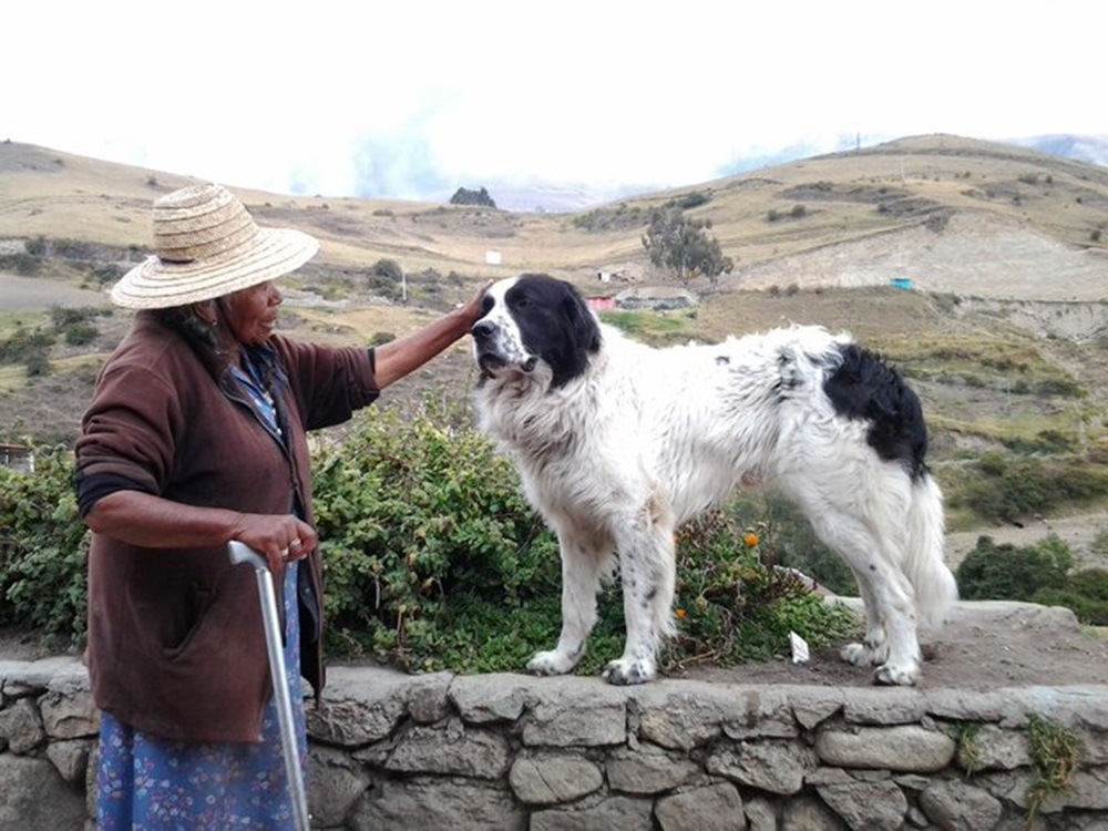 Certifican a perros Mucuchíes como única raza pura de Venezuela